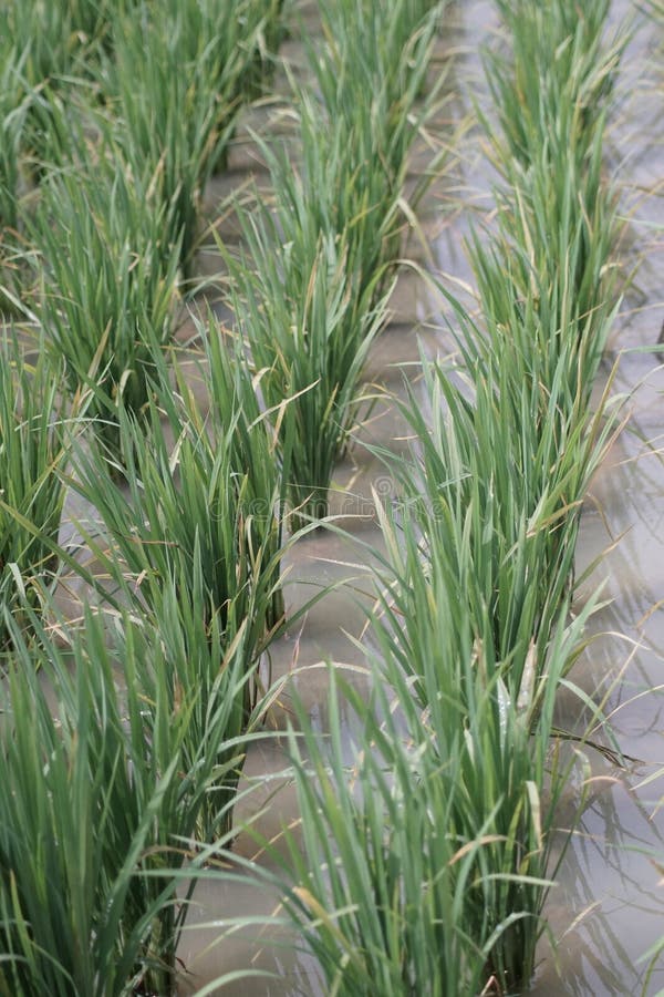 Rice plants stock photo. Image of healthy, cereal, seed - 272572704