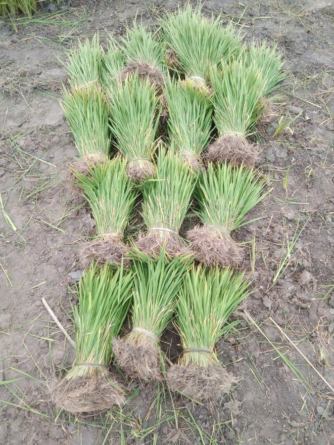 Rice plants roots stock photo. Image of shrub, garden - 250777194