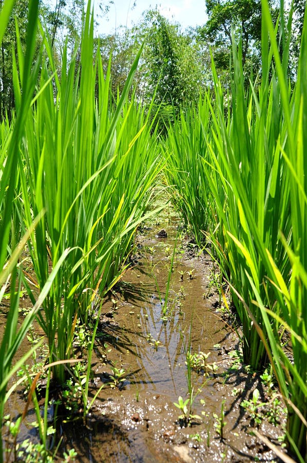 Rice plants stock image. Image of grain, java, paddy - 48448365