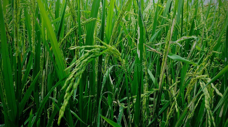 Rice Plants. Rural Atmosphere Stock Image - Image of plants, atmosphere ...