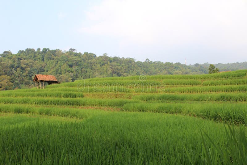 Green and Towering Rice Fields Stock Image - Image of rice, beautiful ...