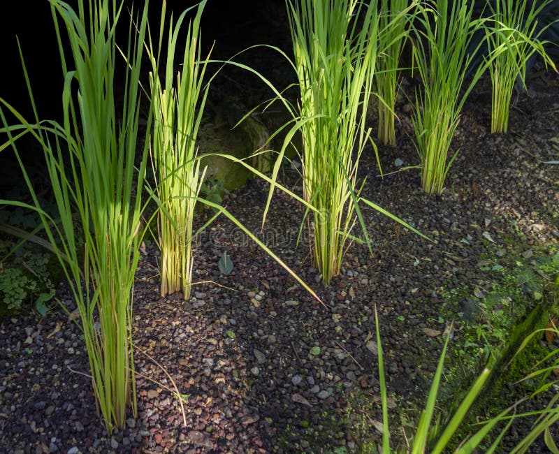 Rice plants stock photo. Image of nature, flora, rice - 184312056