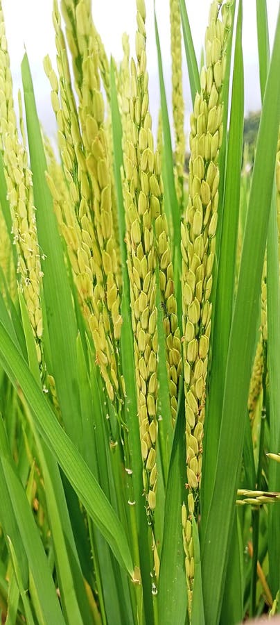 Rice plants start to bloom stock image. Image of agriculture - 241297779