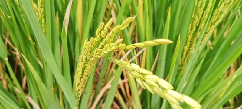Rice plants start to bloom stock photo. Image of food - 241297798