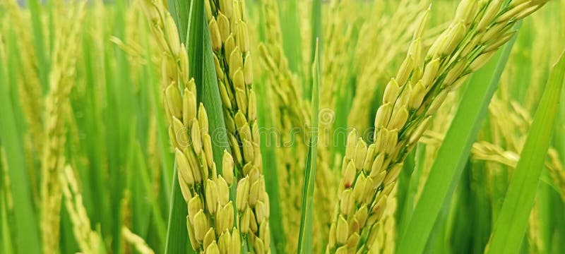 Rice plants start to bloom stock image. Image of produce - 241297809