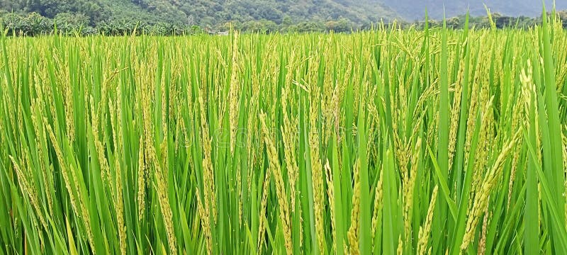 Rice plants start to bloom stock image. Image of field - 241297831