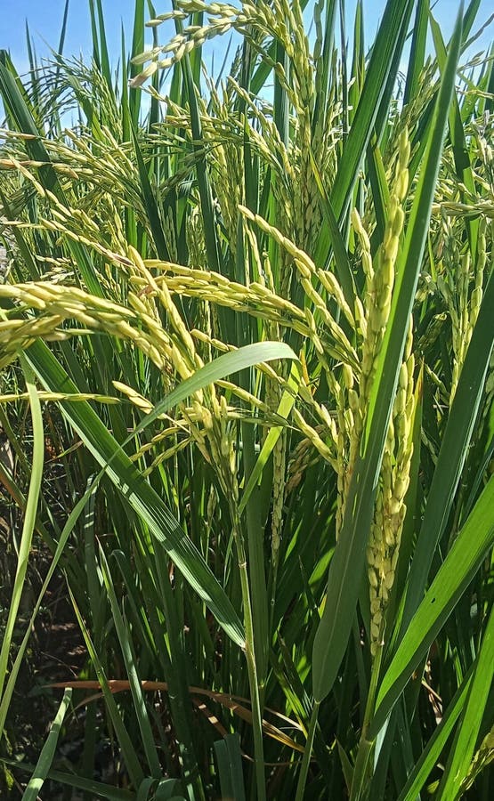Rice Plants Start To Turn Yellow in the Morning Stock Photo - Image of ...