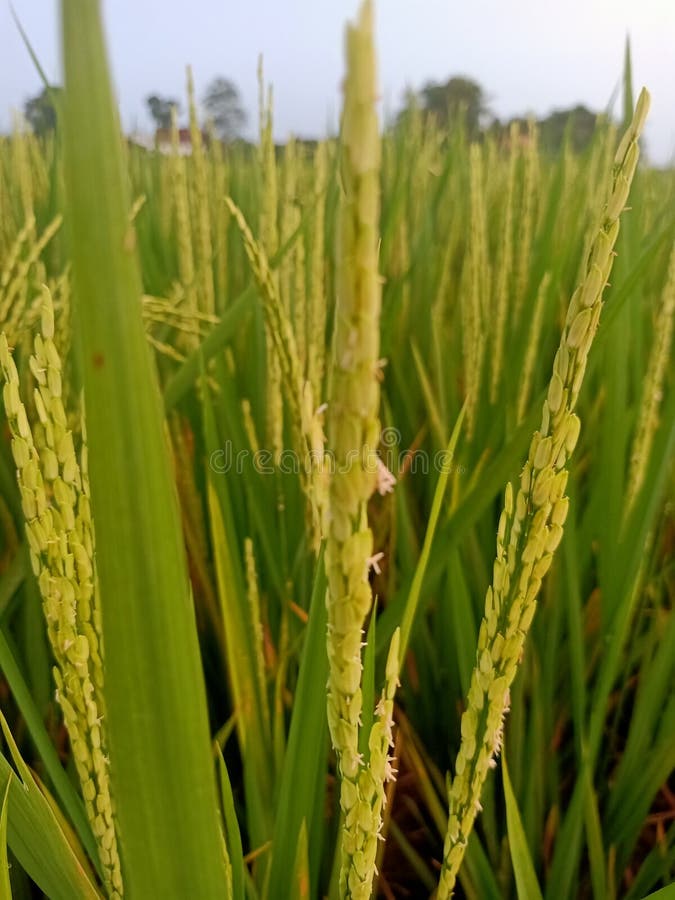 Rice Plants Starting To Flower Stock Photo - Image of plants, starting ...