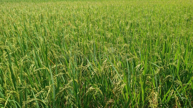Rice Plants Starting To Turn Yellow Stock Photo - Image of plant ...