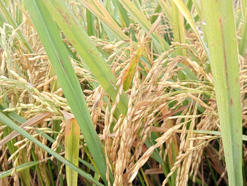 Rice Plants that are Starting To Turn Yellow Stock Image - Image of ...