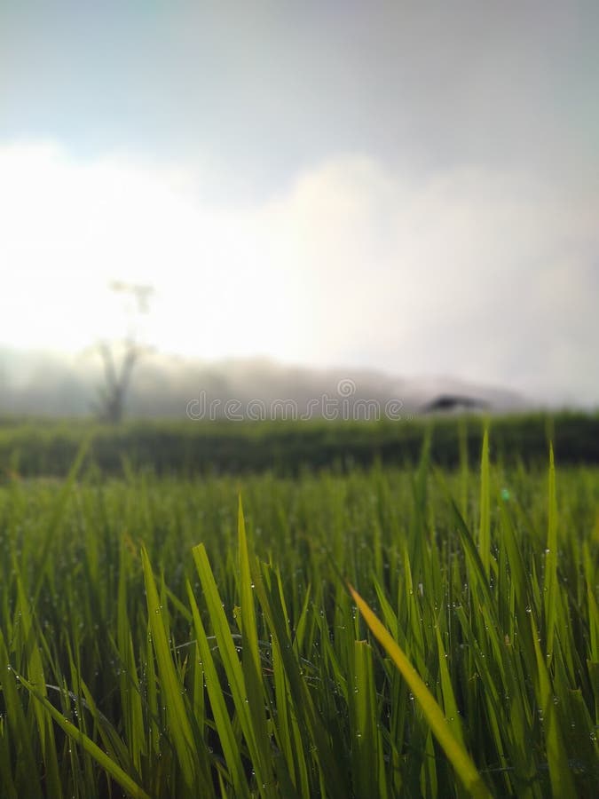 Rice Plants that are Still Green in Indonesian Rural Rice Fields Stock ...