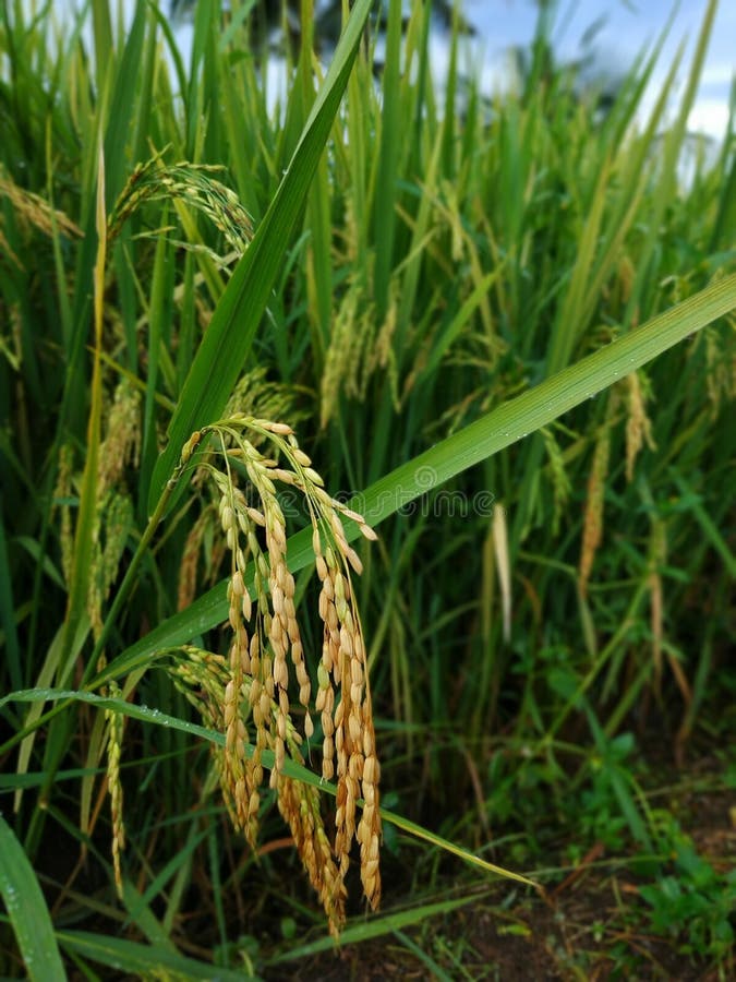Rice Plants that are Still 2 Months Old Stock Image - Image of plants ...