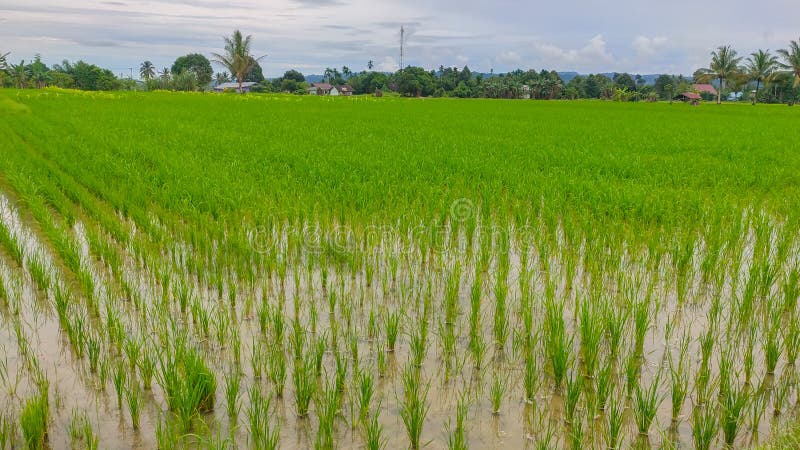 Rice Plants are Still in the Process of Growing on Farmers Land Stock ...