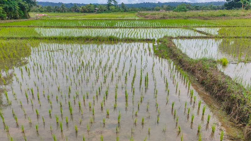 Rice Plants are Still in the Process of Growing on Farmers Land Stock ...