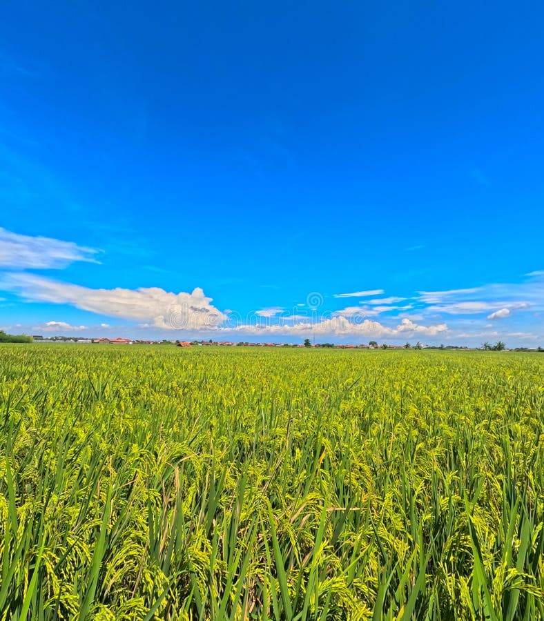 Rice Plants in Sunny Rice Fields Stock Image - Image of ricefield, asia ...