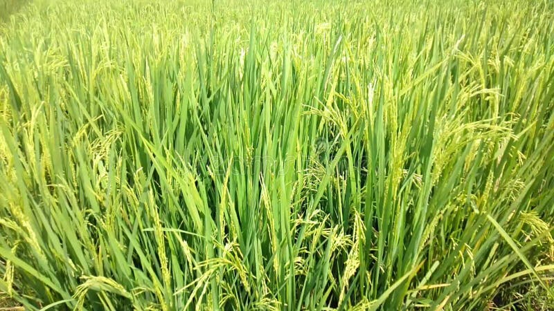 Rice Plants Sway in the Wind Stock Video - Video of agriculture ...