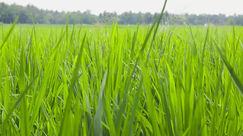 Rice Plants Swaying in the Wind Stock Video - Video of freshness, food ...