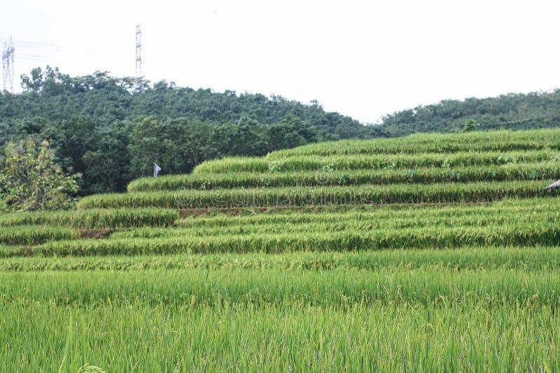 Rice Plants Thrive in the Middle of the Rice Fields Stock Photo - Image ...