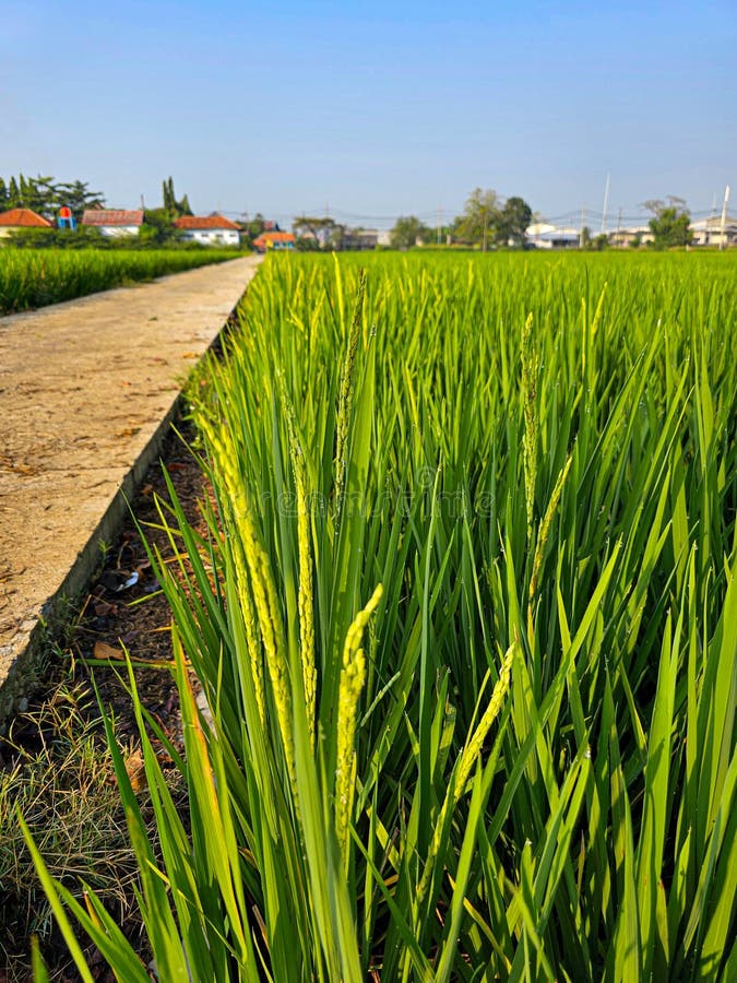 Rice Plants in the Vegetative Growth Phase Stock Photo - Image of ...