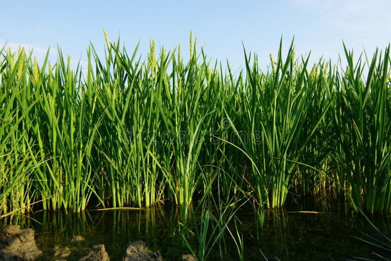 Rice Plants on Water Field Plantation. Stock Photo - Image of ukrainian ...