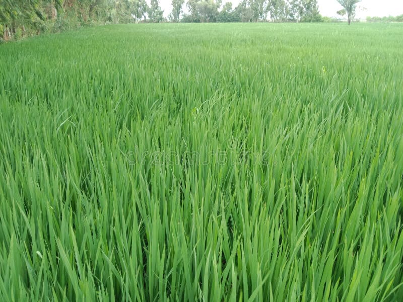 Rice plot swinging stock image. Image of rice, plot - 369775415