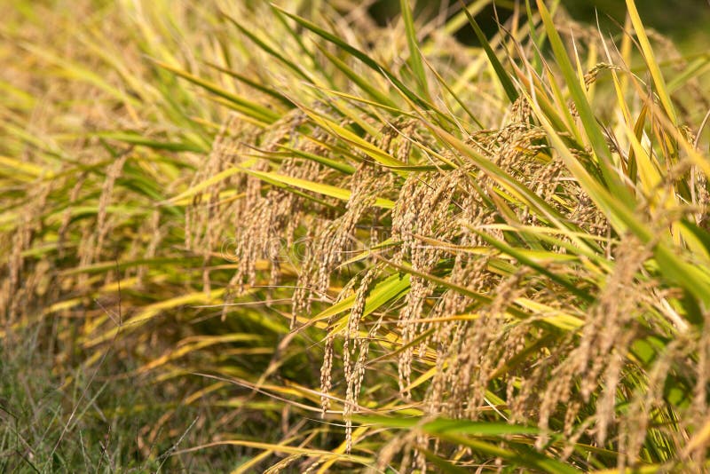 Rice with Plump Grains and Gradually Yellowing Stock Image - Image of ...