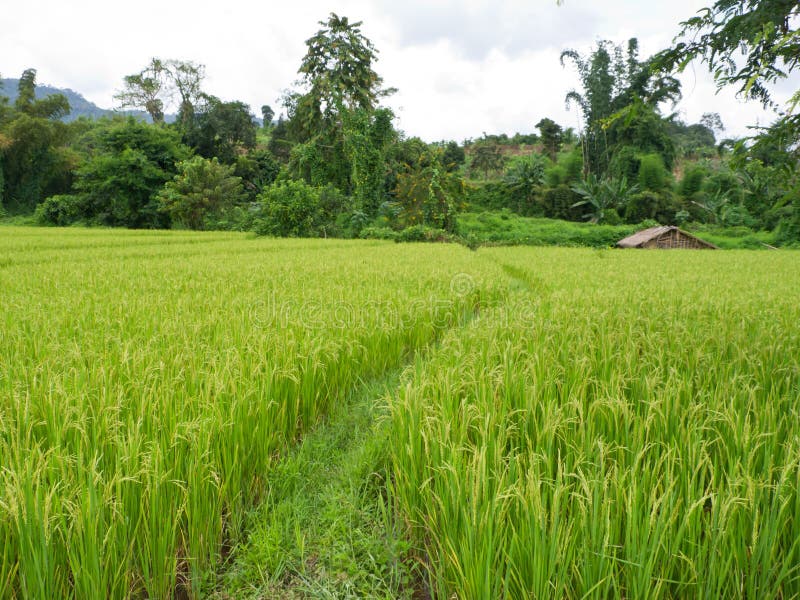 Rice pole obraz stock. Obraz złożonej z fielder, lato - 26906315