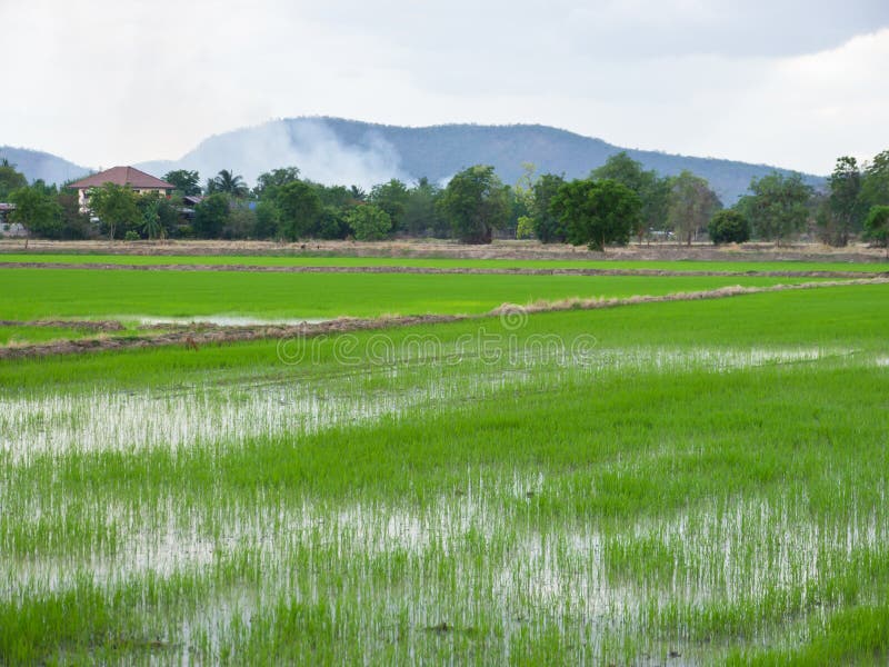 Rice pole obraz stock. Obraz złożonej z fielder, lato - 26906315