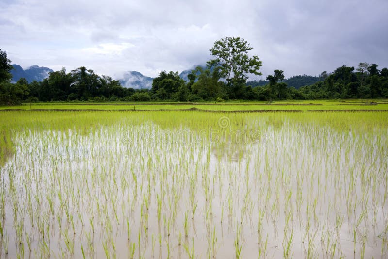Rice Pole W Vang Vieng Laos II Zdjęcie Stock - Obraz złożonej z pilot ...