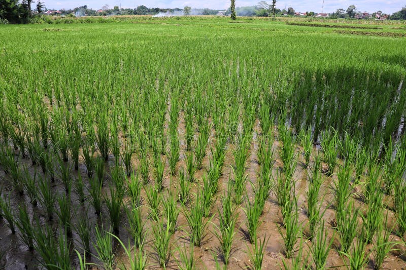 Rice is a Primary Need for People in Indonesia, because it is a Source ...