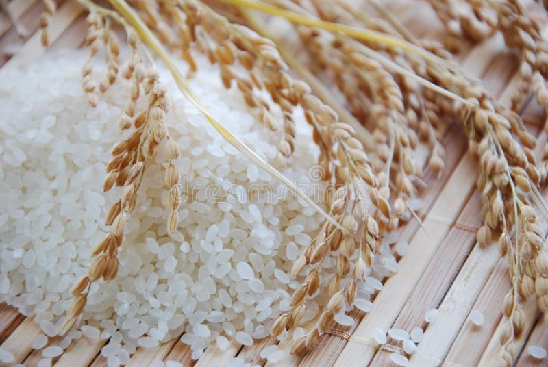 Rice stock image. Image of stalks, japanese, plants, autumn - 45909503