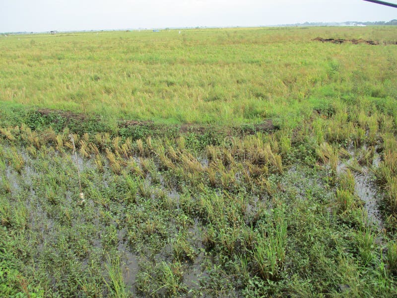 Rice-producing Agriculture or the Rice and Rice-producing Food Industry ...