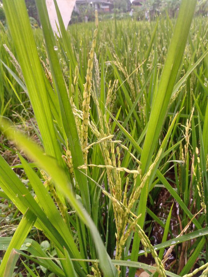 Rice-producing rice plants stock image. Image of rice - 341697275