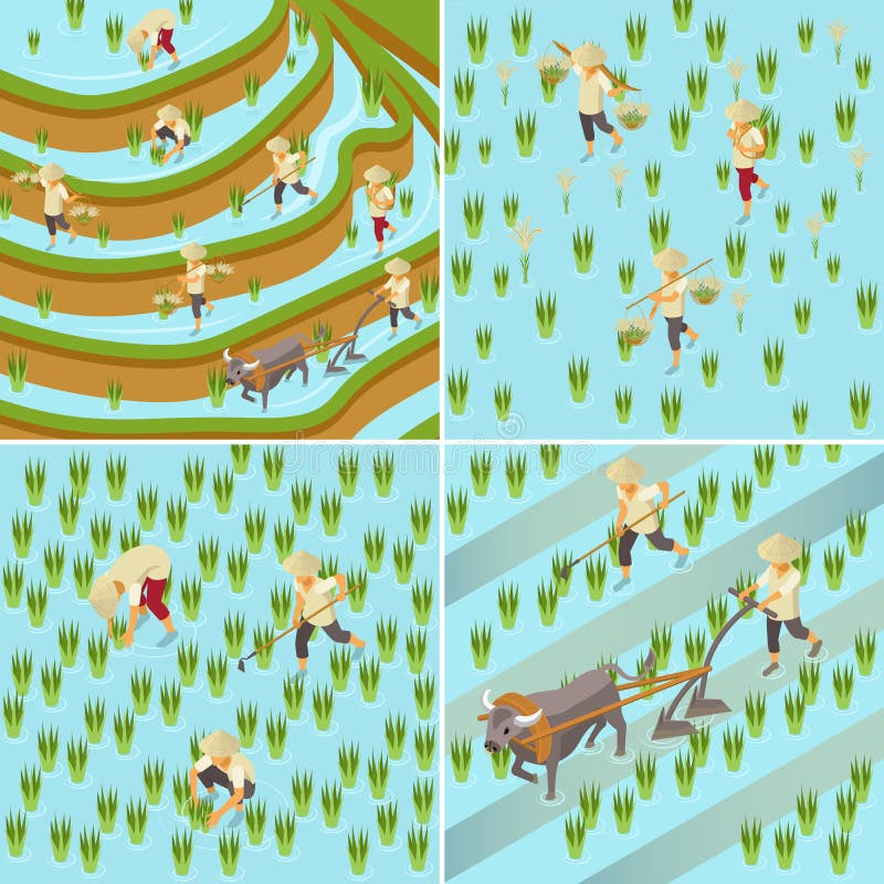 Rice Production Square Compositions Stock Vector - Illustration of ...