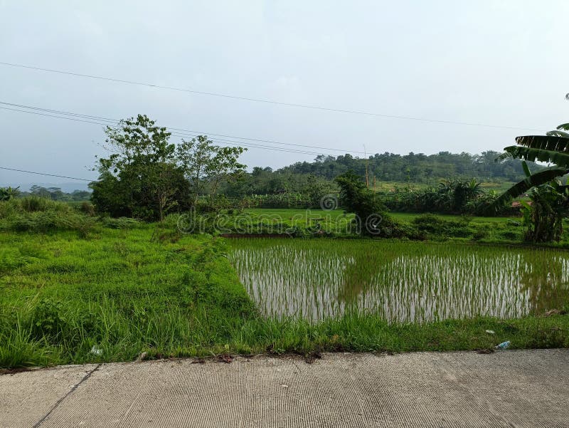 Rice puddy in city edge stock photo. Image of tree, pasture - 264174844