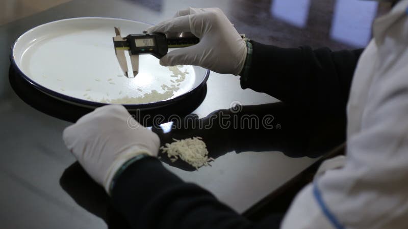 Rice quality test stock photo. Image of small, basmati - 54746774