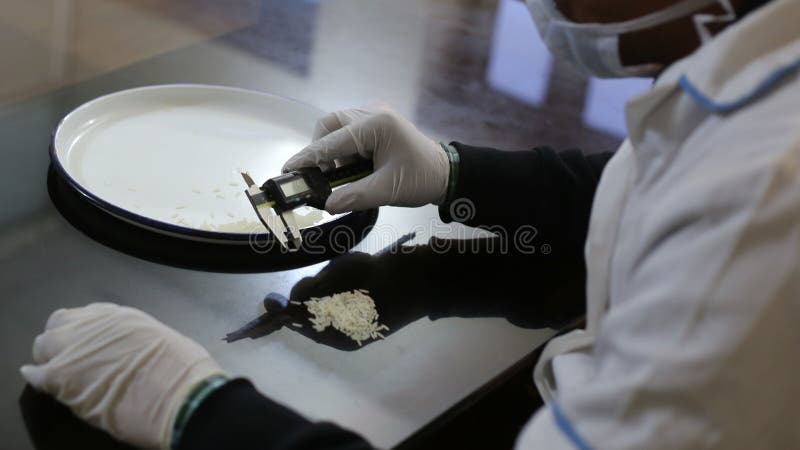 309 Rice Quality Test Stock Photos - Free & Royalty-Free Stock Photos ...