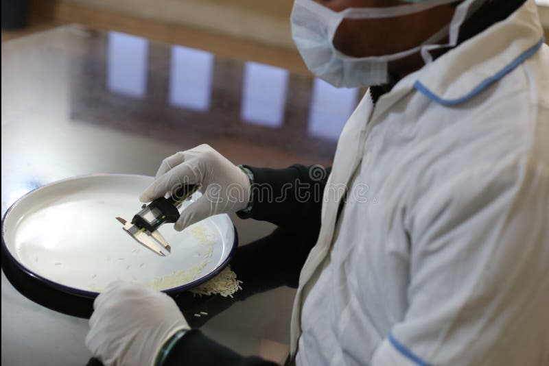Rice quality test stock image. Image of hand, measuring - 54747021