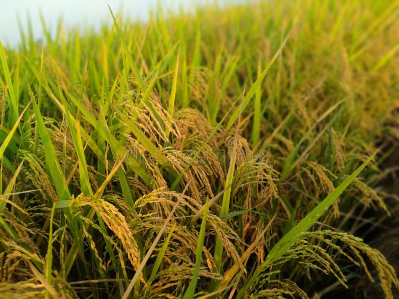 Rice ready to be harvested stock image. Image of soil - 251937967