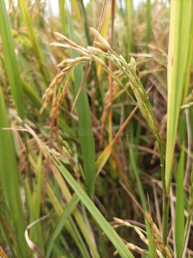Rice ready to harvest stock photo. Image of plant, prairie - 270954016