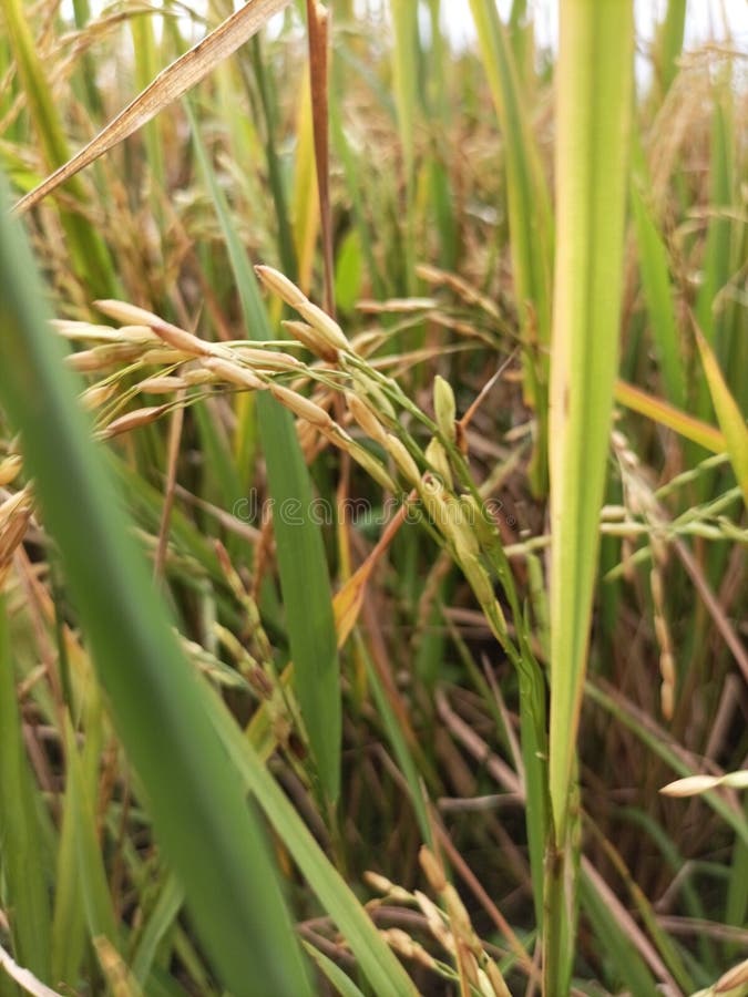 Rice ready to harvest stock photo. Image of food, grassland - 270954040