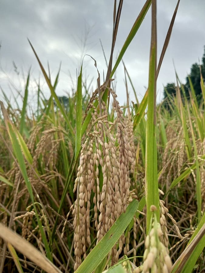 Rice Ready To Harvest, with Cloudy Sky Stock Photo - Image of crop ...