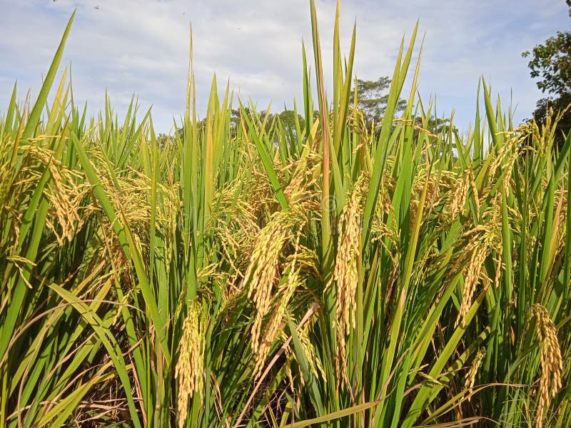Rice that Has Turned Yellow and is Ready for Harvest Stock Image ...
