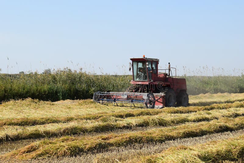 Reaper in the field stock photo. Image of manufacturing - 32934030