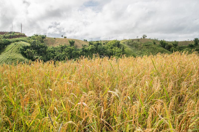 Rice, Rice Farm on the Mountain Cold. Stock Image - Image of green ...