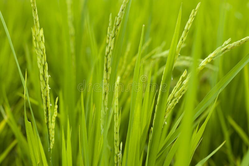 Rice in Rice Field, Selection Focus only on Some Points in the Image ...