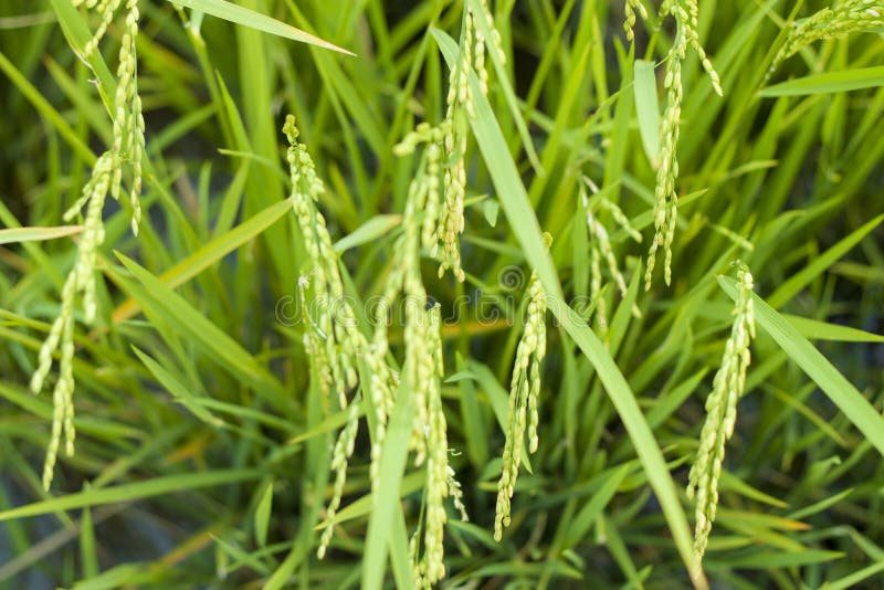 Rice in Rice Field, Selection Focus only on Some Points in the Image ...
