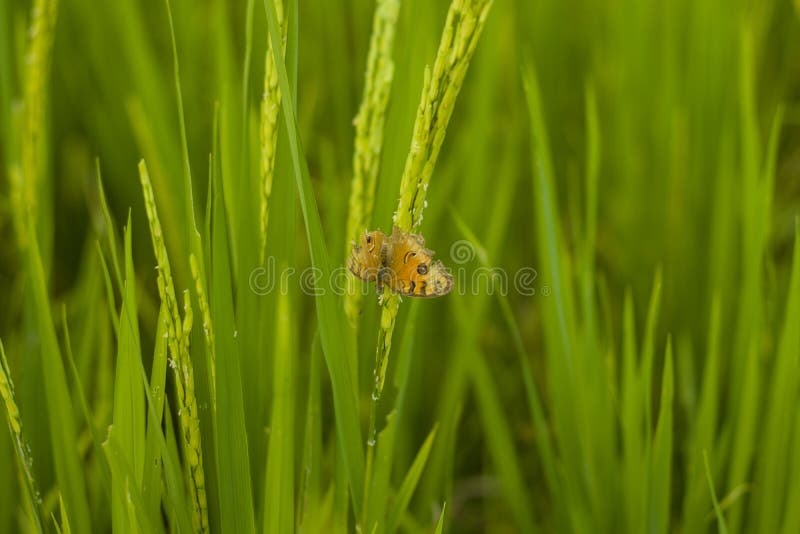 Rice in Rice Field, Selection Focus only on Some Points in the Image ...