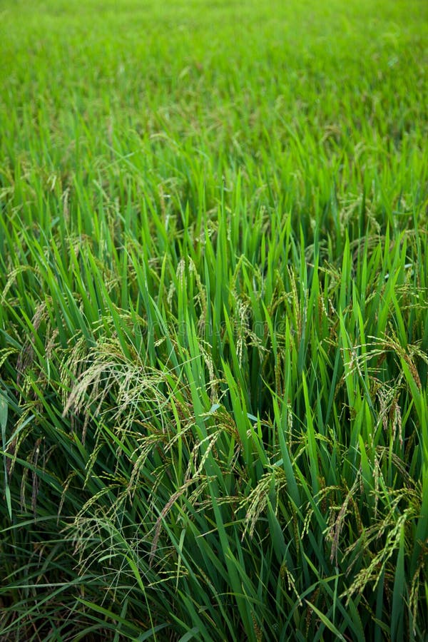 Rice and rice fields. stock photo. Image of farmland - 23749626