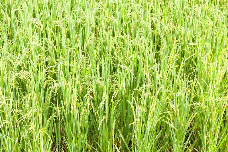 Rice in the rice fields stock photo. Image of outdoor - 85585612